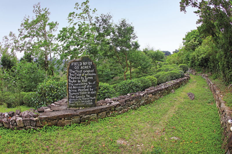 Loolecondera The First Tea Plantation Estate In Sri Lanka, 40% OFF